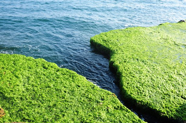 Dalieh, the Threatened Shore – Alice Mogabgab Gallery